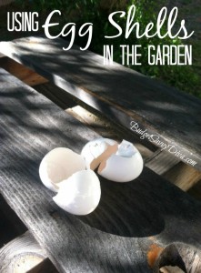 How to Use Egg Shells in the Garden - Budget Savvy Diva