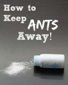 How to Keep Ants Away with Baby Powder - Budget Savvy Diva