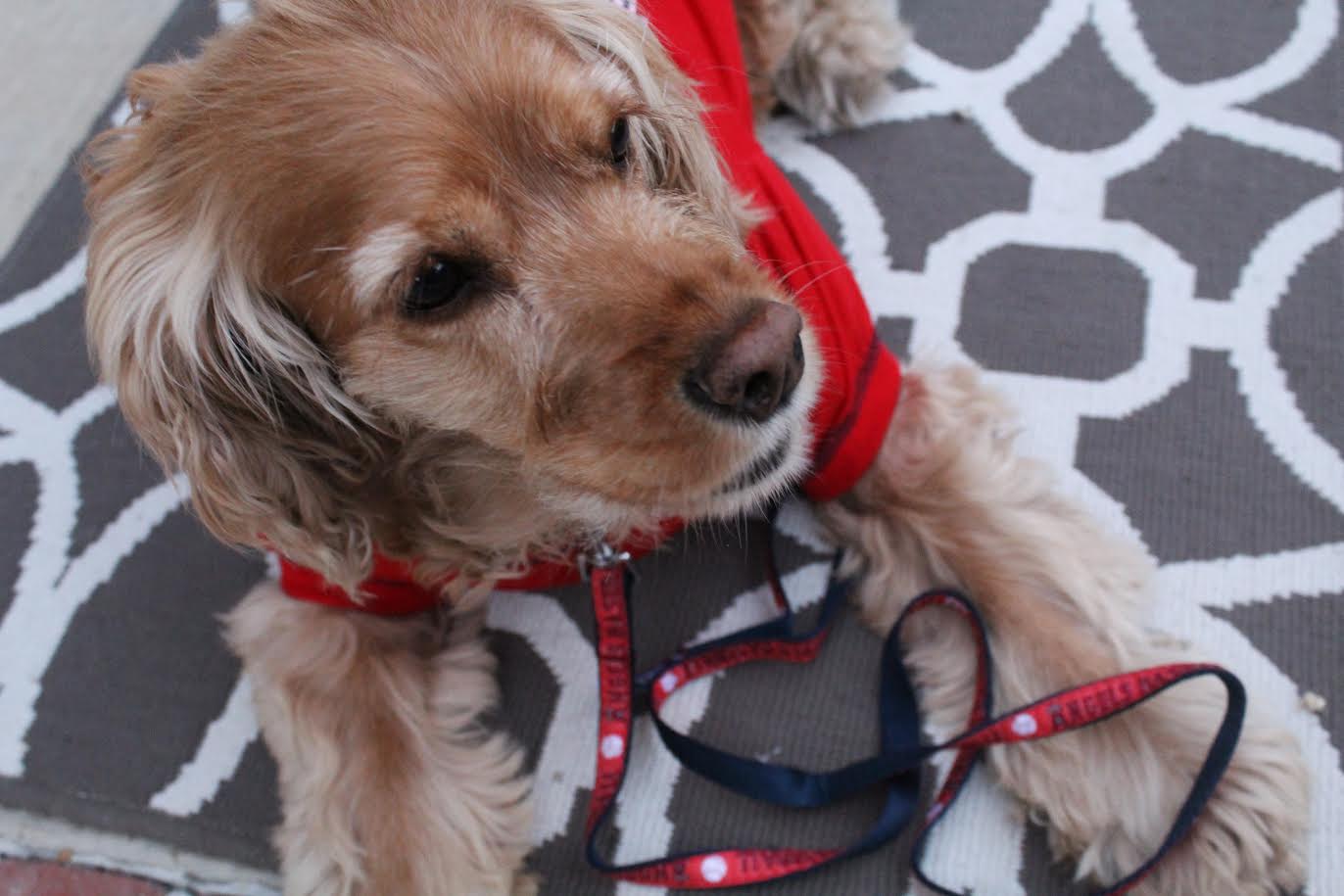 Woof for the Home Team with PetSmart - Budget Savvy Diva