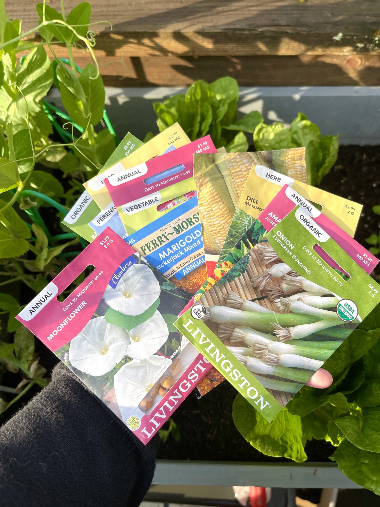 How to Get Free Seeds for Your Garden - Budget Savvy Diva