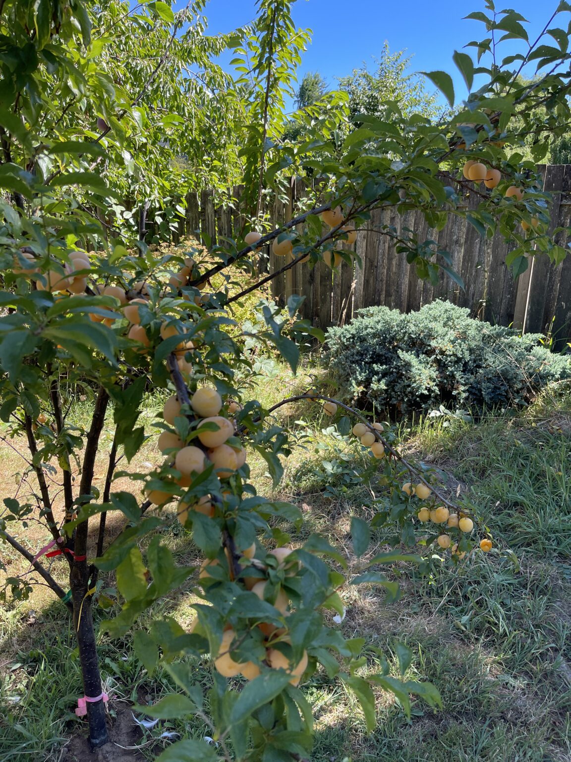 Harvesting 9 Pounds of Golden Plums - Budget Savvy Diva