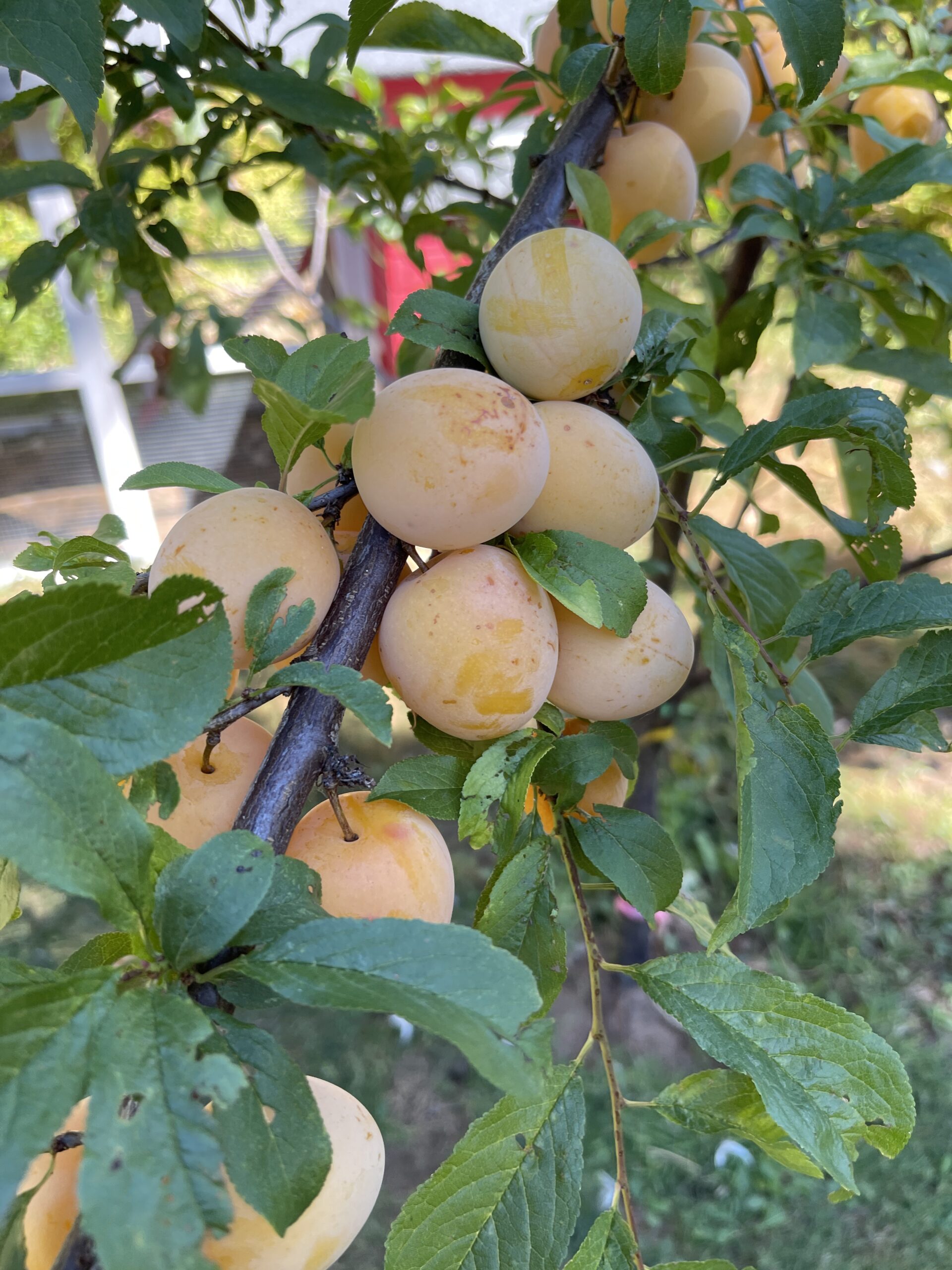 Harvesting 9 Pounds of Golden Plums - Budget Savvy Diva