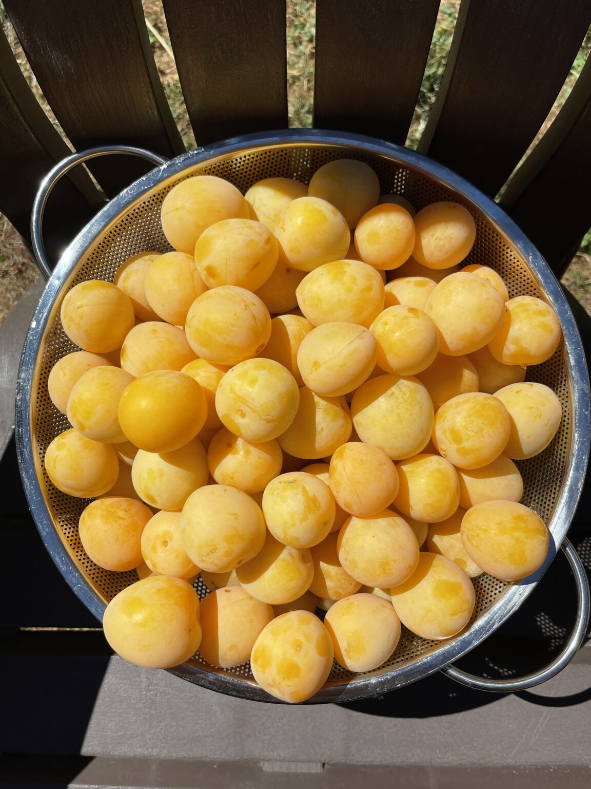 Harvesting 9 Pounds of Golden Plums - Budget Savvy Diva