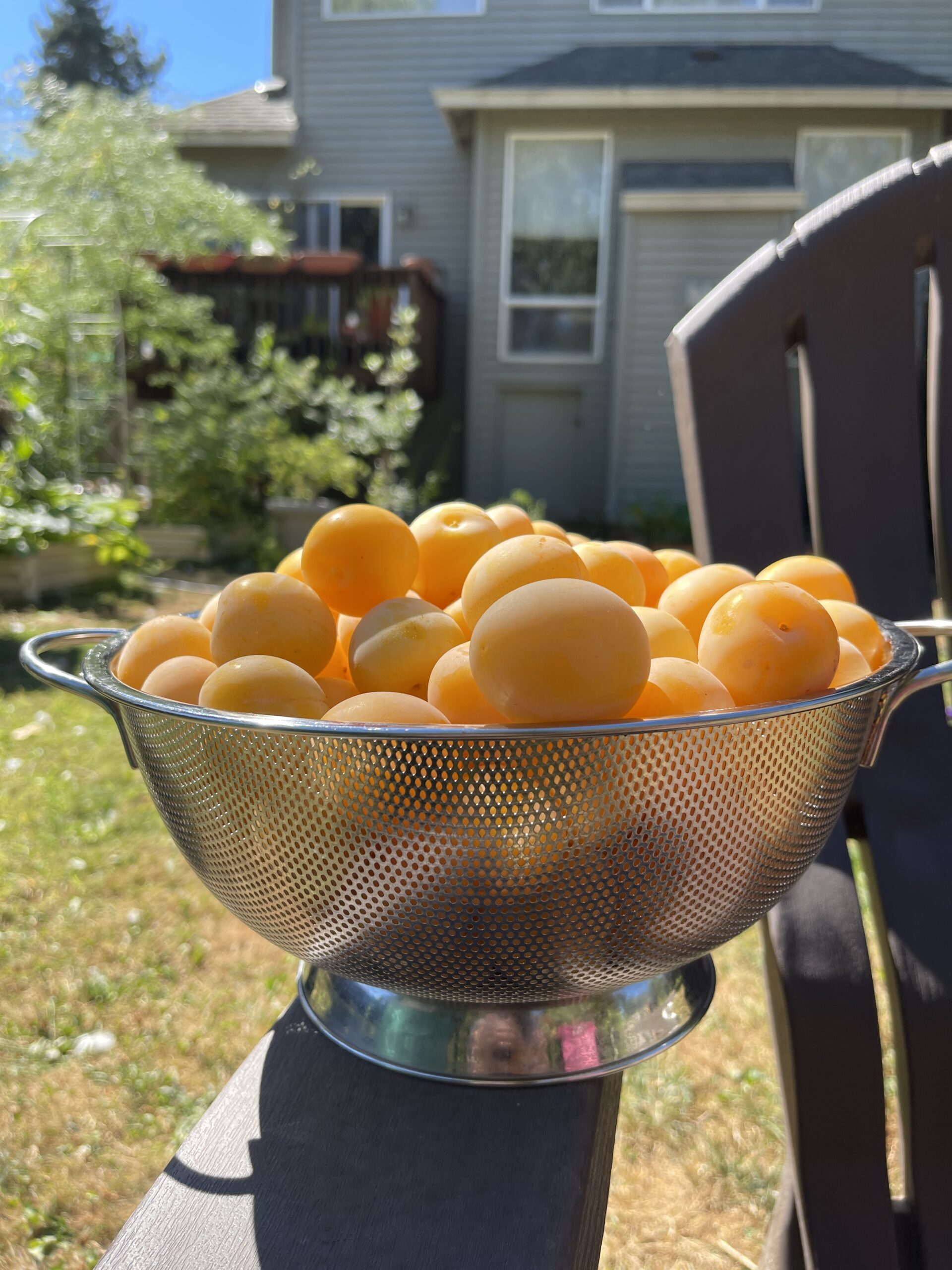 Harvesting 9 Pounds of Golden Plums - Budget Savvy Diva