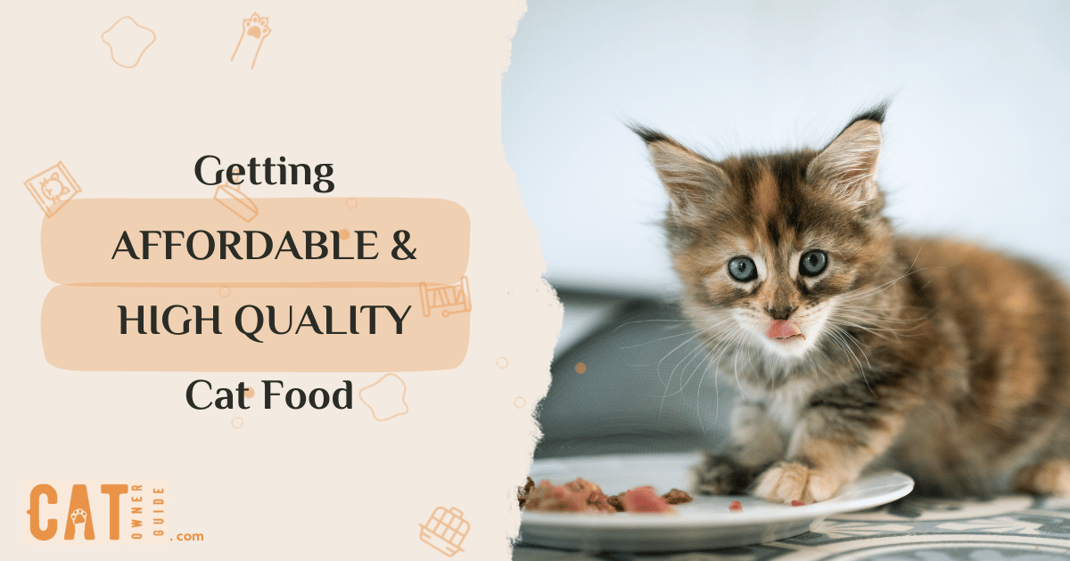 10 Tips to Get High-Quality and Affordable Cat Food - Budget Savvy Diva