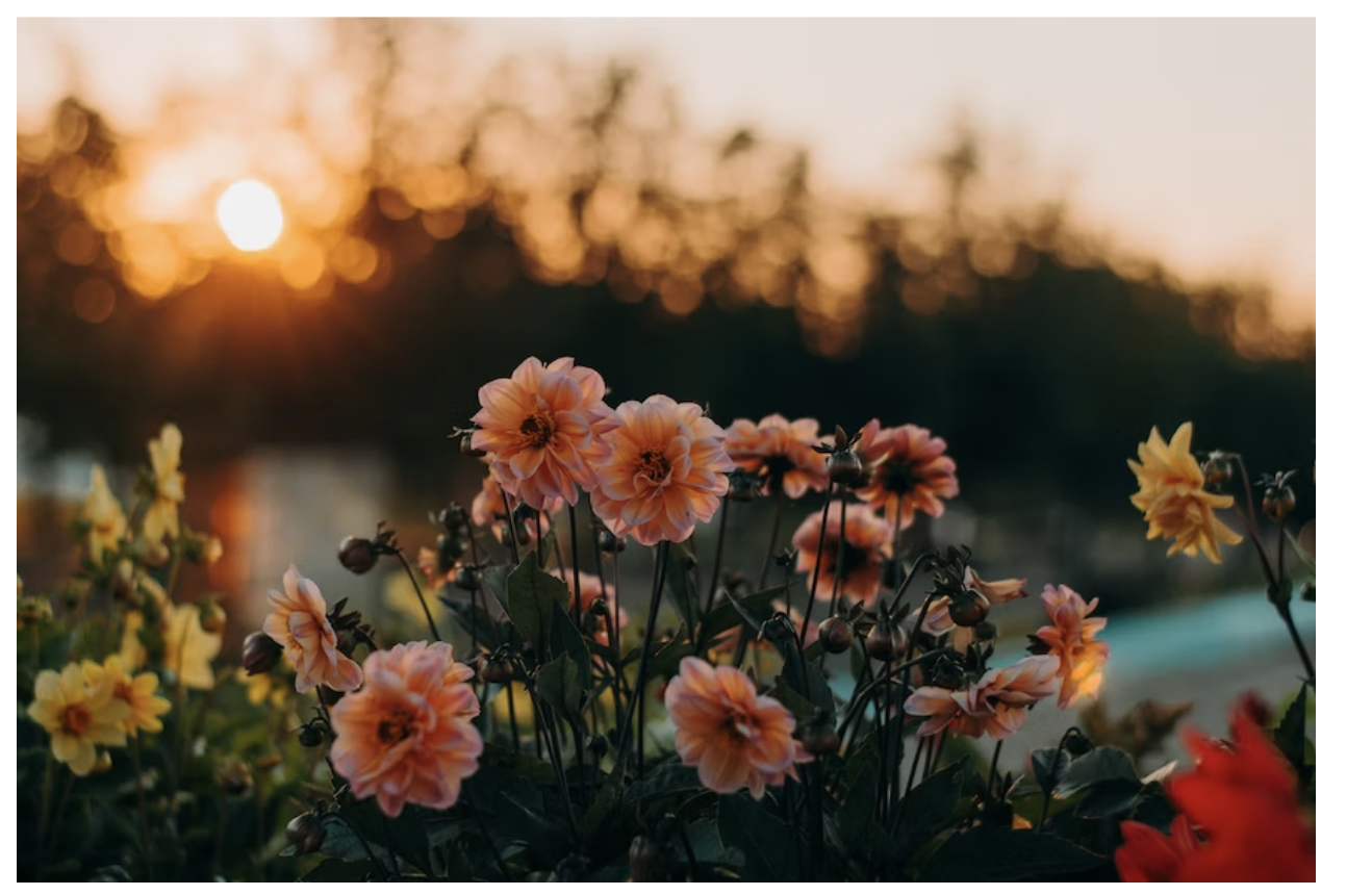 The Secret Language of Flowers: Uncover Their Meaning & Symbolism ...