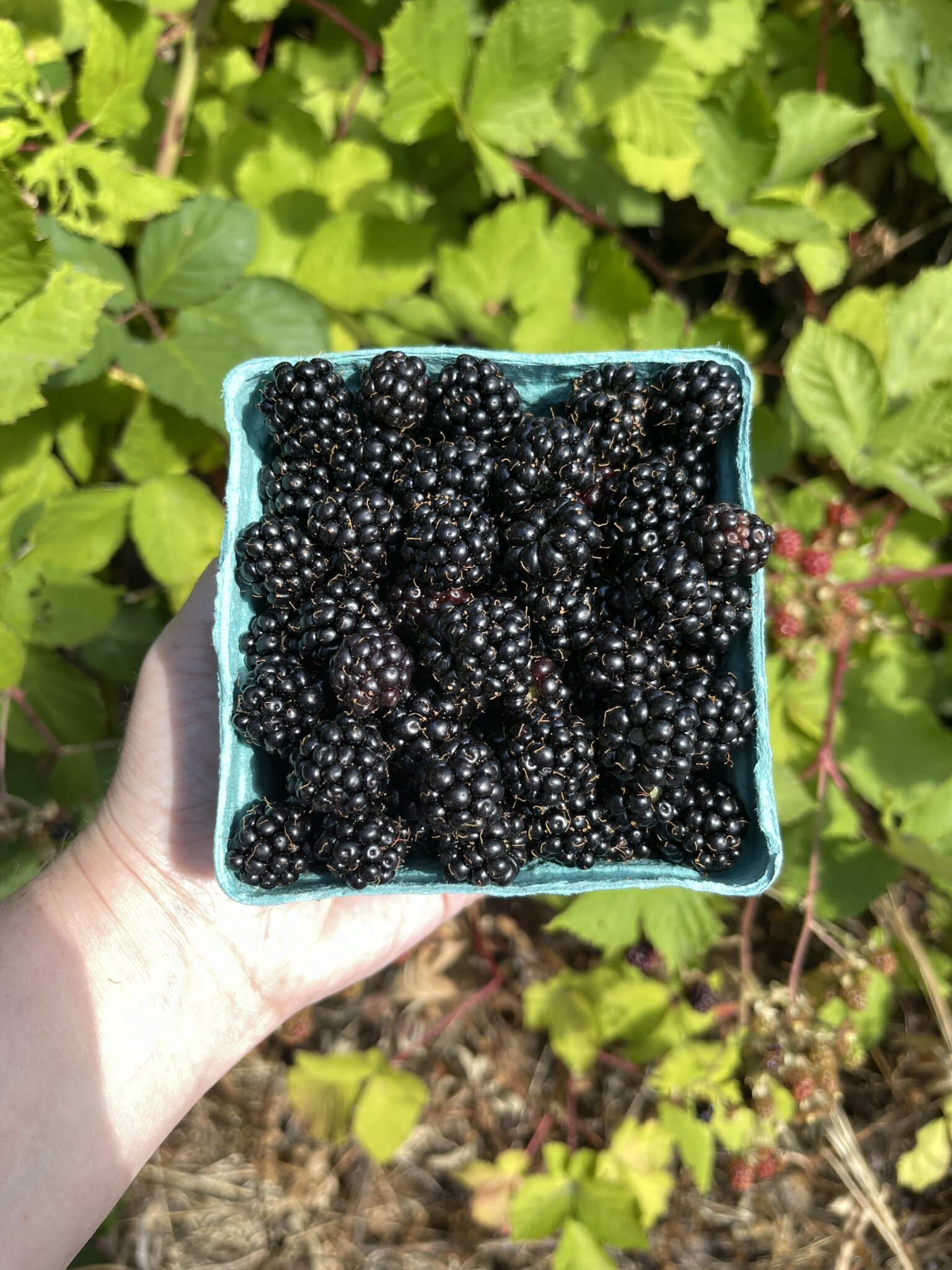 Urban Foraging: A Comprehensive Guide to Exploring Nature's Bounty in ...