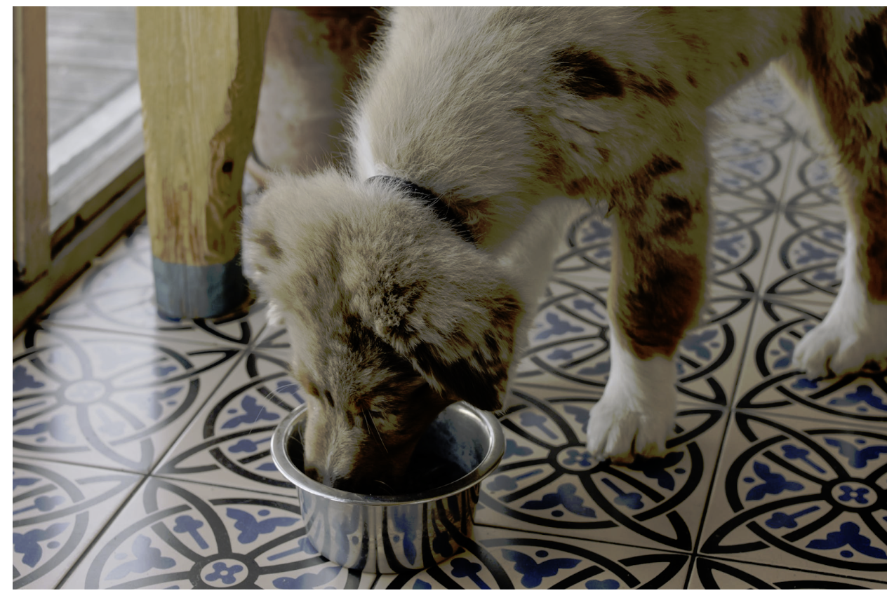 Healthy Pet, Happy Pet - Single Pan Recipes Your Dog Will Love - Budget ...