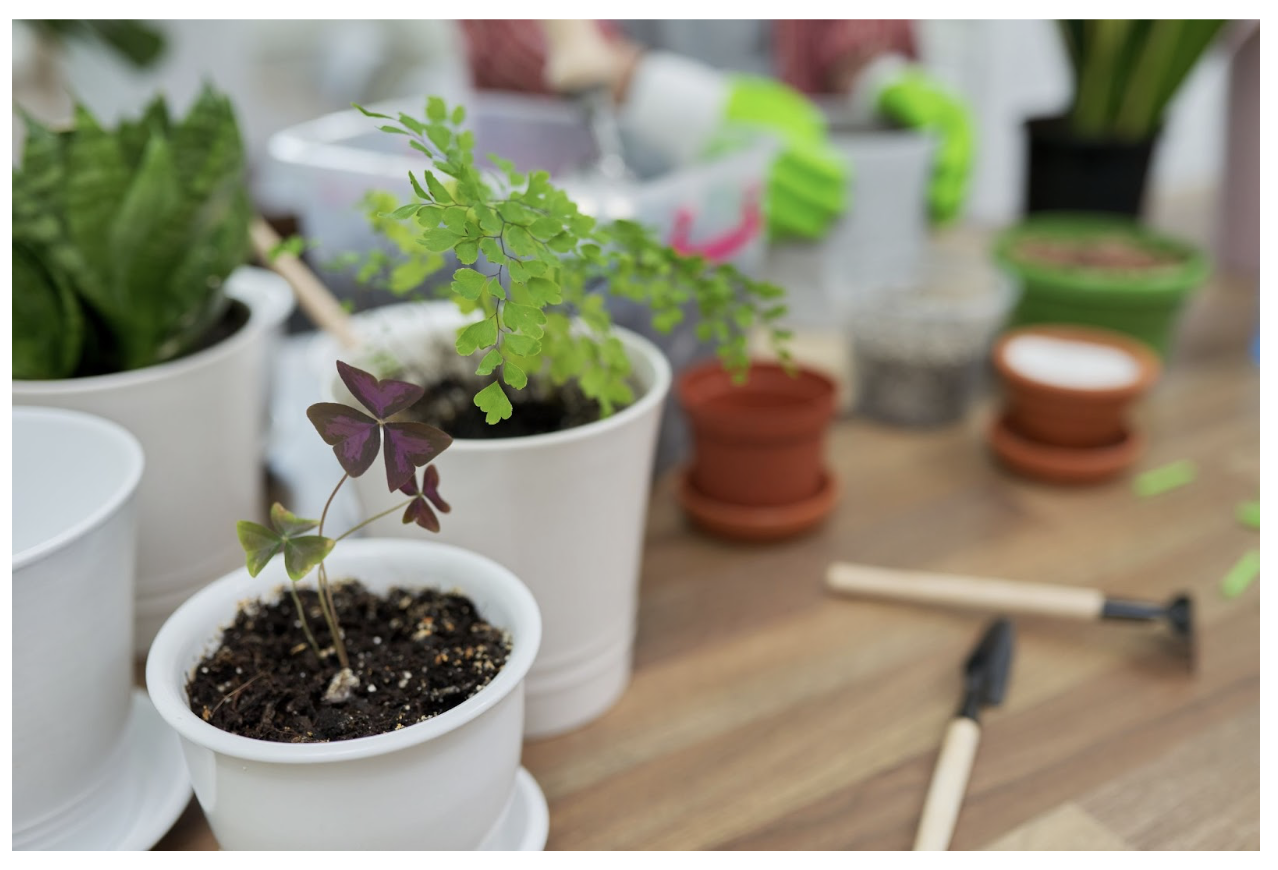 Gardyn 4.0: 4 Top Reasons to Invest in Indoor Gardening - Budget Savvy Diva