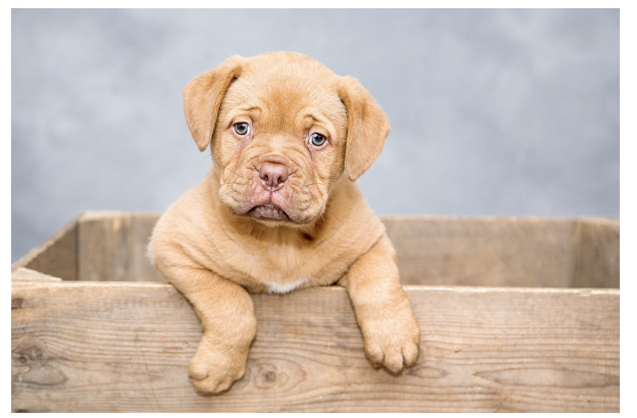 How To Stop Your Pet Dog From Ruling Your Home - Budget Savvy Diva