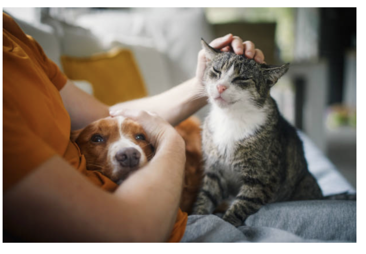 Tenant's Guide to Successful Pet Interviews - Budget Savvy Diva