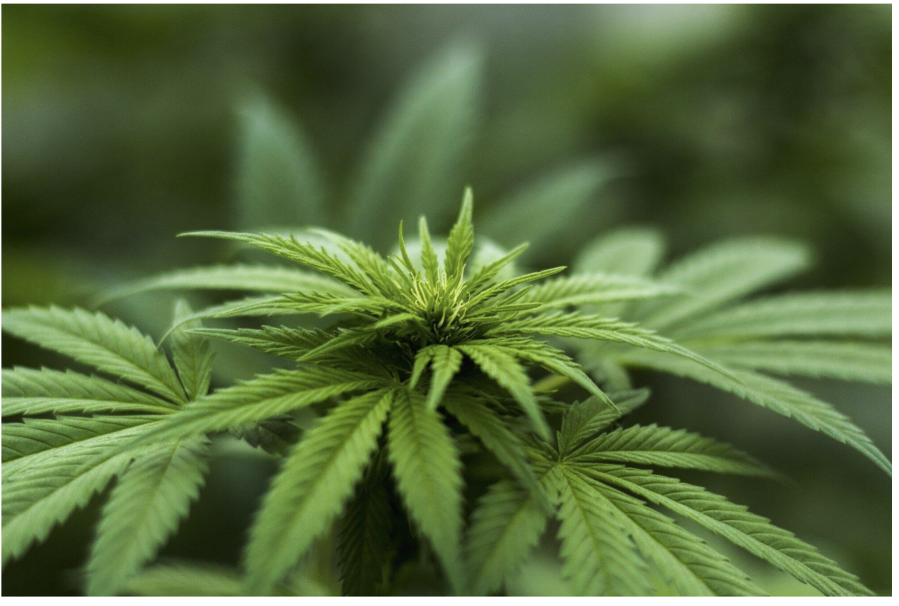 Top Cannabis Strains Recommended for Stress Relief and Calm Minds ...
